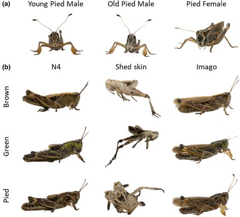 Brown Grasshopper Identification