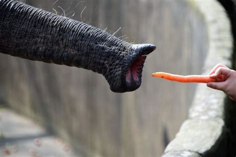What Is The Elephant Trunk And What Does It Do For An Elephant The