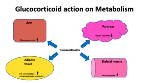 Glucocorticoids Flashcards Quizlet