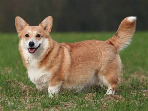 헉헉 이 엉덩이 누구꺼야 Feat 웰시코기 엉덩이의 비밀 인스티즈instiz 이슈 카테고리