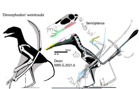 February 2022 The Pterosaur Heresies