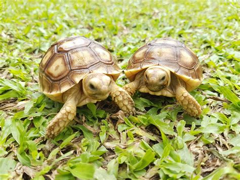 คู่มือเลี้ยงเต่า เลี้ยงเต่าแบบ Indoor ไม่ออกไปโดนแสงจะเป็นอะไรไหม Reptilehiso ฟาร์มเต่า