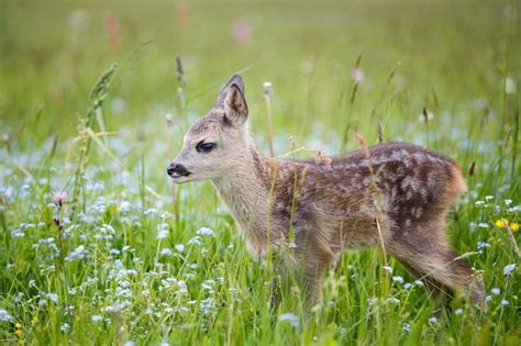 Corzo salvaje joven en hierba capreolus capreolus corzo recién nacido salvaje primavera