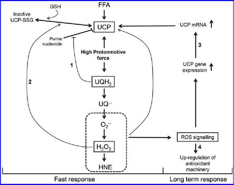 Figure From Mitochondria As A Source Of Reactive Oxygen And Nitrogen Species From Molecular