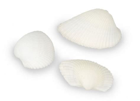 1 Kg Angel Clam Litob Shells 15 25 Inches Andara Granosa