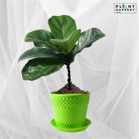 Ficus Lyrata Plant At Rs 150 Plant In Sonipat Id 2851841617073