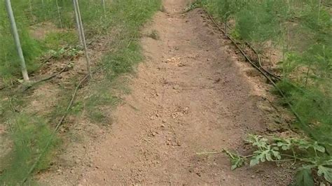 춘양우리농원 아스파라거스 입경 중 Youtube