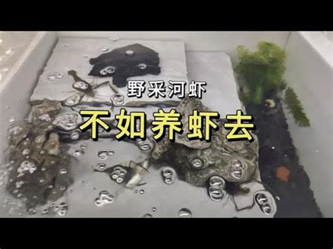 捞回来的饲料虾也有属于自己的虾缸了 野采大眼贼 野采河虾 YouTube