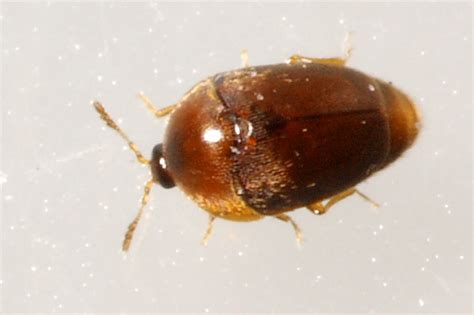 Minute Hooded Beetle Sericoderus BugGuide Net