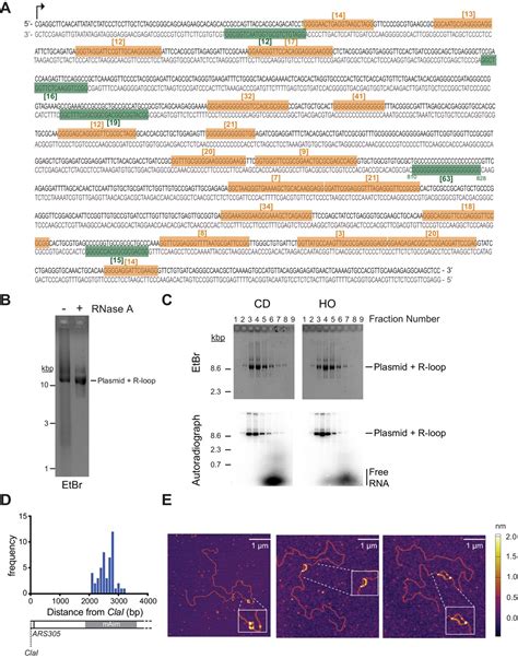 Figures And Data In The Interplay Of Rna Dna Hybrid Structure And G Quadruplexes Determines The