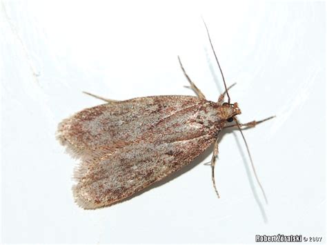 Lepidoptera Geometridae Ennominae Chiasmiaclathrata