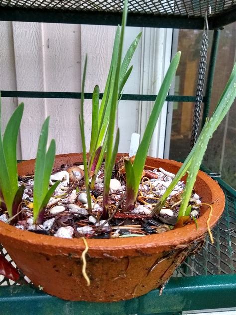 Iris Dardanus Question In The Irises Forum