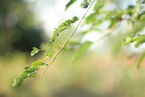 Green Leaves Pixahive
