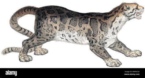 Bornean Clouded Leopard