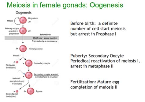 Lecture Exam Meiosis Flashcards Quizlet