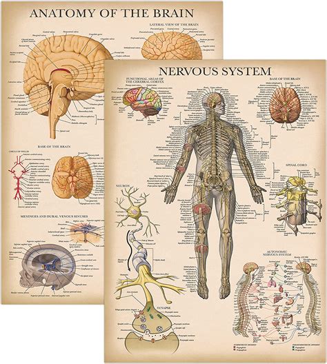 Palace Learning 2 Pack Vintage Nervous System And Philippines Ubuy