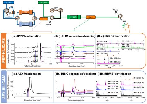 Oligonucleotide Purity Analysis Services Mtoz Biolabs