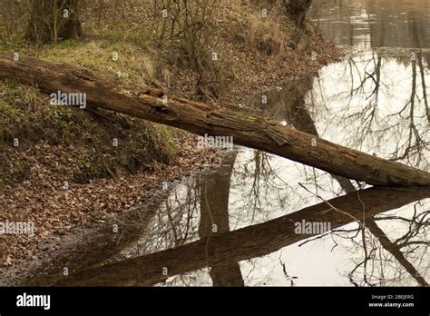 Tronco Caduto Nellacqua Immagini E Fotografie Stock Ad Alta