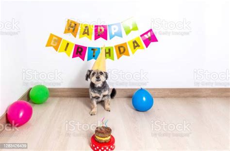 케이크와 촛불과 축제 장식으로 생일을 축하하는 모자를 쓴 강아지의 초상화 0명에 대한 스톡 사진 및 기타 이미지 0명