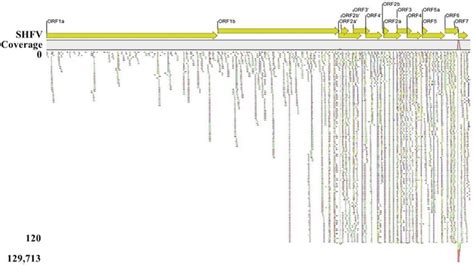 Genome Alignment Of The Ngs Sg Mrna Reads That Did Not Contain One Of