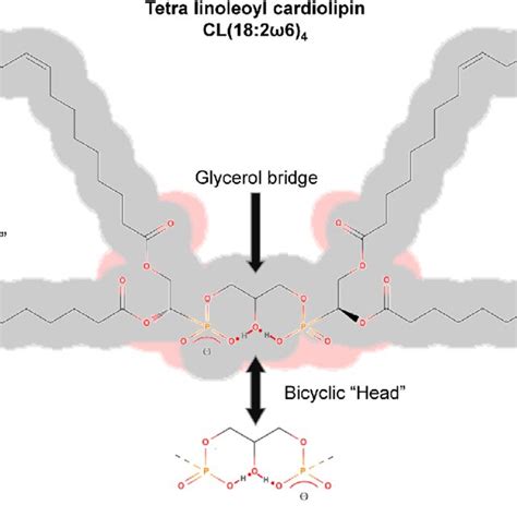 Structure Of Cardiolipin Cardiolipin Possesses A Distinctive Structure