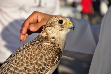 Falkar I Sverige Alla Falkarterna Som Finns I Sverige Friluftskompaniet