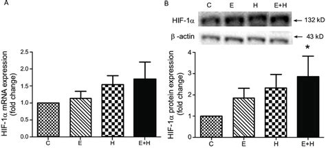 Changes in HIF 1α mRNA A and protein B expression in skeletal