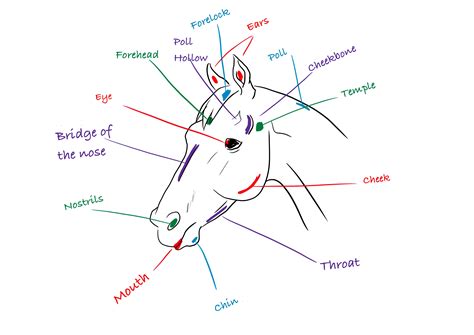 Draw A Horse Head Blog Dessindigo