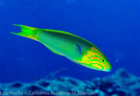 Sunset Wrasse