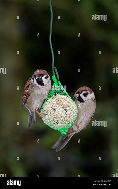 Two Eurasian Tree Sparrows Passer Montanus Eating From Fat Ball In
