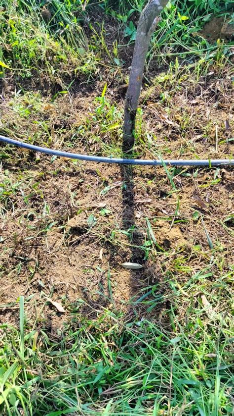 Week 7 Fertilizer At Durian Plot