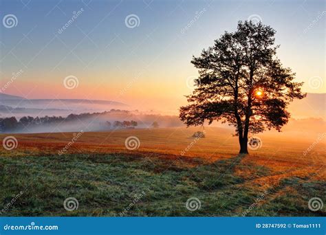 Alone Tree On Meadow At Sunset With Sun And Mist Stock Photo Image Of
