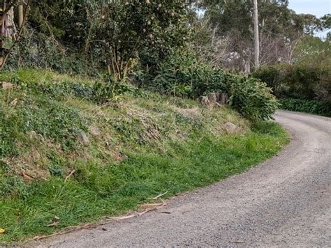 Council Flags Over 3000 Trees Needing Pruning Or Removal Ferntree
