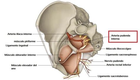 Arteria pudenda interna origen ramas irrigación