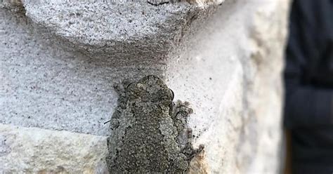 Texas Toad Album On Imgur