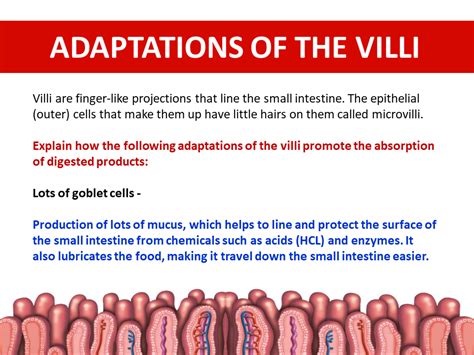 Human Nutrition A Complete Set Of Resources For Edexcel Igcse Biology Section 2e Teaching