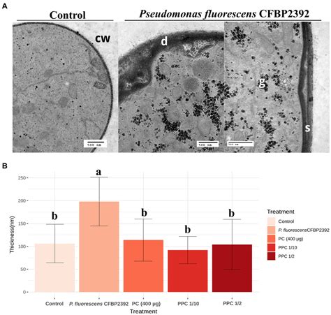 Frontiers An Antibiotic Produced By Pseudomonas Fluorescens Cfbp2392 With Antifungal Activity