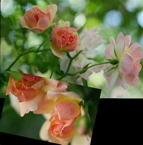 『日影でも健気に元気で、小振りな花がとにかくｶﾜｲｲ。花持ちもすごく長い。 バラ記録、もうちょっとだけ、お付き合いください』tami