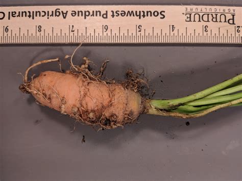 Root Knot Nematode May Be A Hidden Problem In High Tunnels Purdue