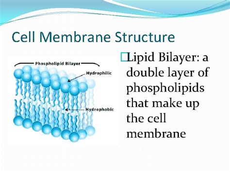 The Cell Membrane Structure And Function Cell Membrane