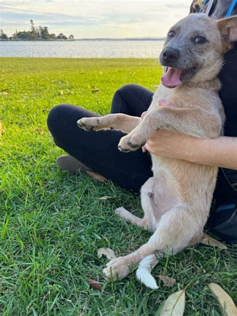 Male Red Stumpy🐕 Dogs And Puppies Gumtree Australia Lake Macquarie