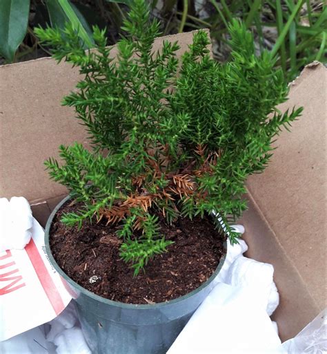4″ Pot Japanese Juniper Bonsai Starter Tree Hannah Gardens