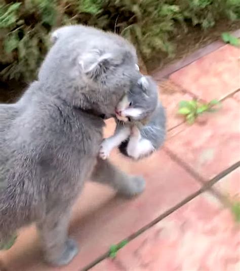 子猫を咥えて運んでいく母猫。最高の寝床を発見して、子猫と一緒に飛び込んでいく様子がとっても可愛かった♡ エウレカ！