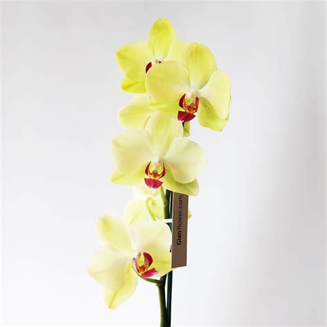 کامپکت کوچک گلدان پلیمری گل گیان