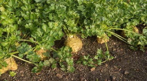 How To Plant Grow And Care For Celeriac