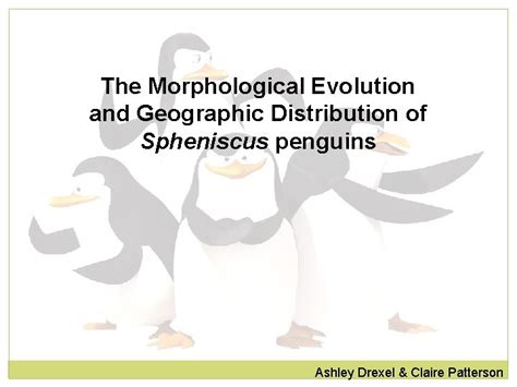 The Morphological Evolution And Geographic Distribution Of Spheniscus