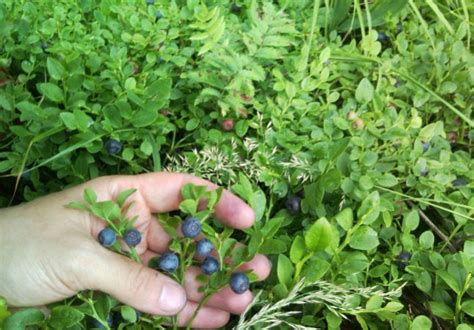 Выращивание черники в домашних условиях: выращивание растения дома в ...
