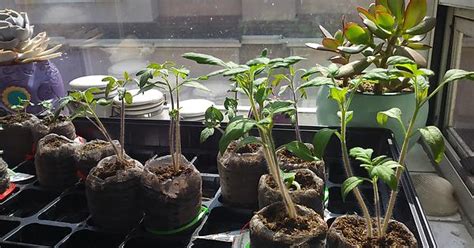 Tomato Plants Album On Imgur