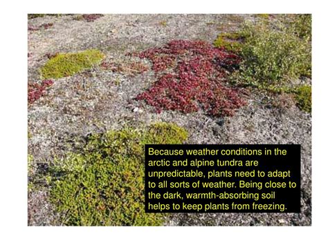 Ppt Plant Adaptations Powerpoint Presentation Free Download Id4879224