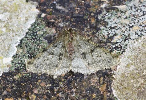 Flyinginfordham Another Night Another Moth